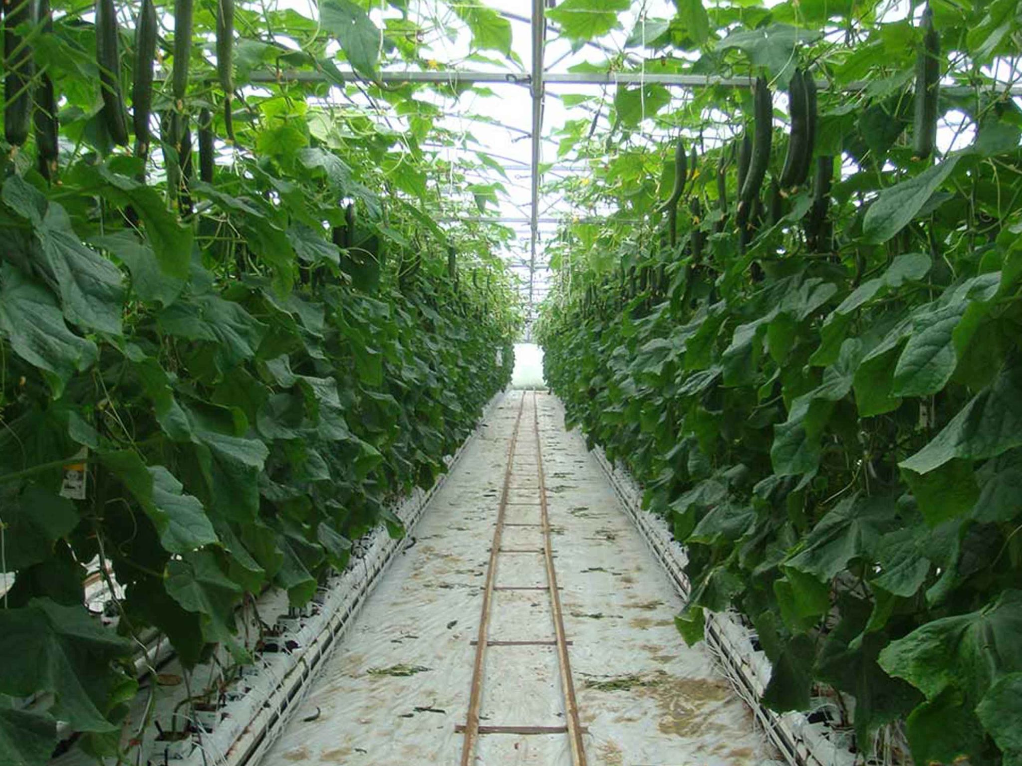 Tropicoir Lanka(PVT) Ltd.