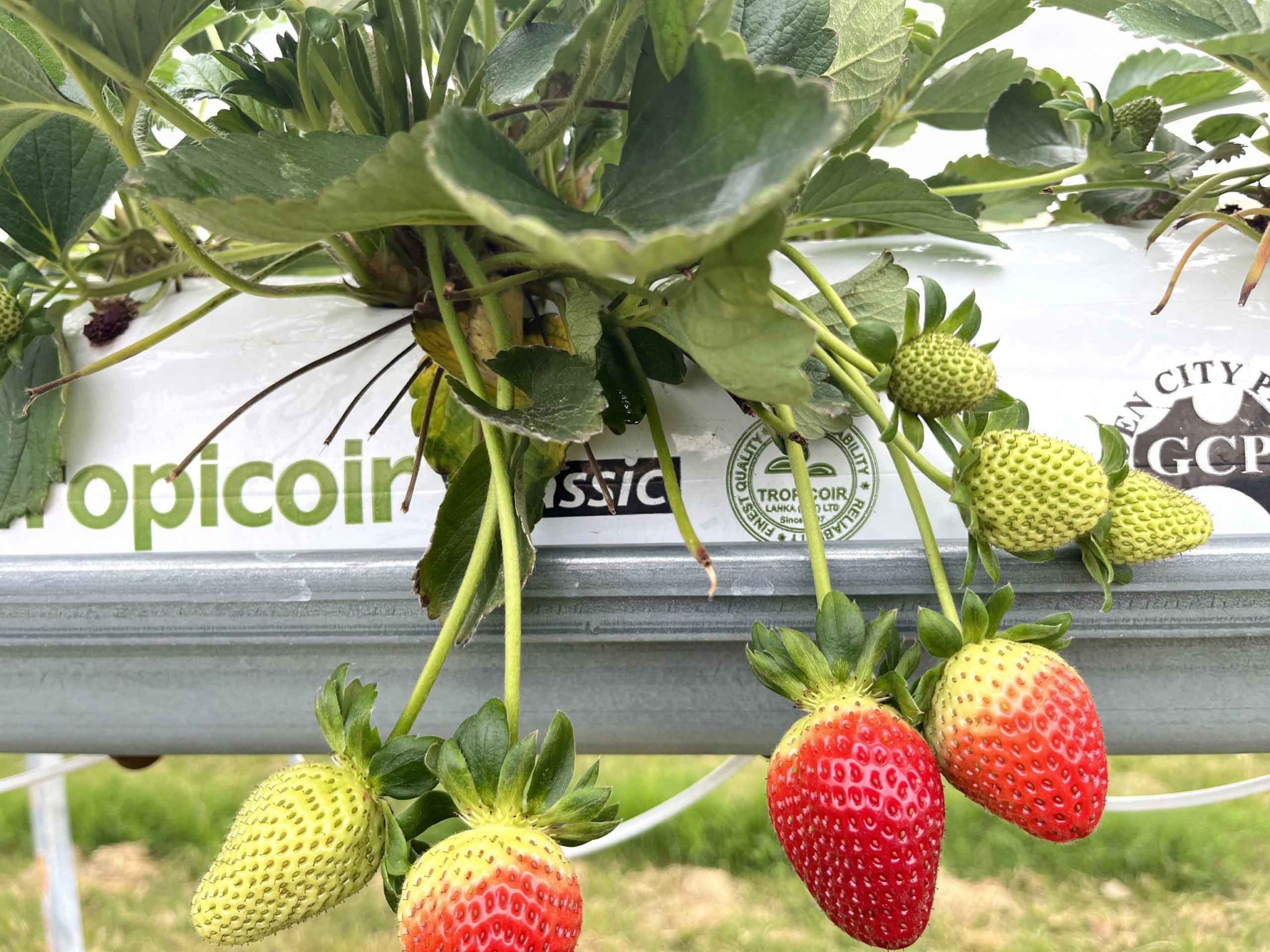 Tropicoir Lanka(PVT) Ltd.